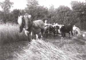 Histoire des communes - Le Mené (22)